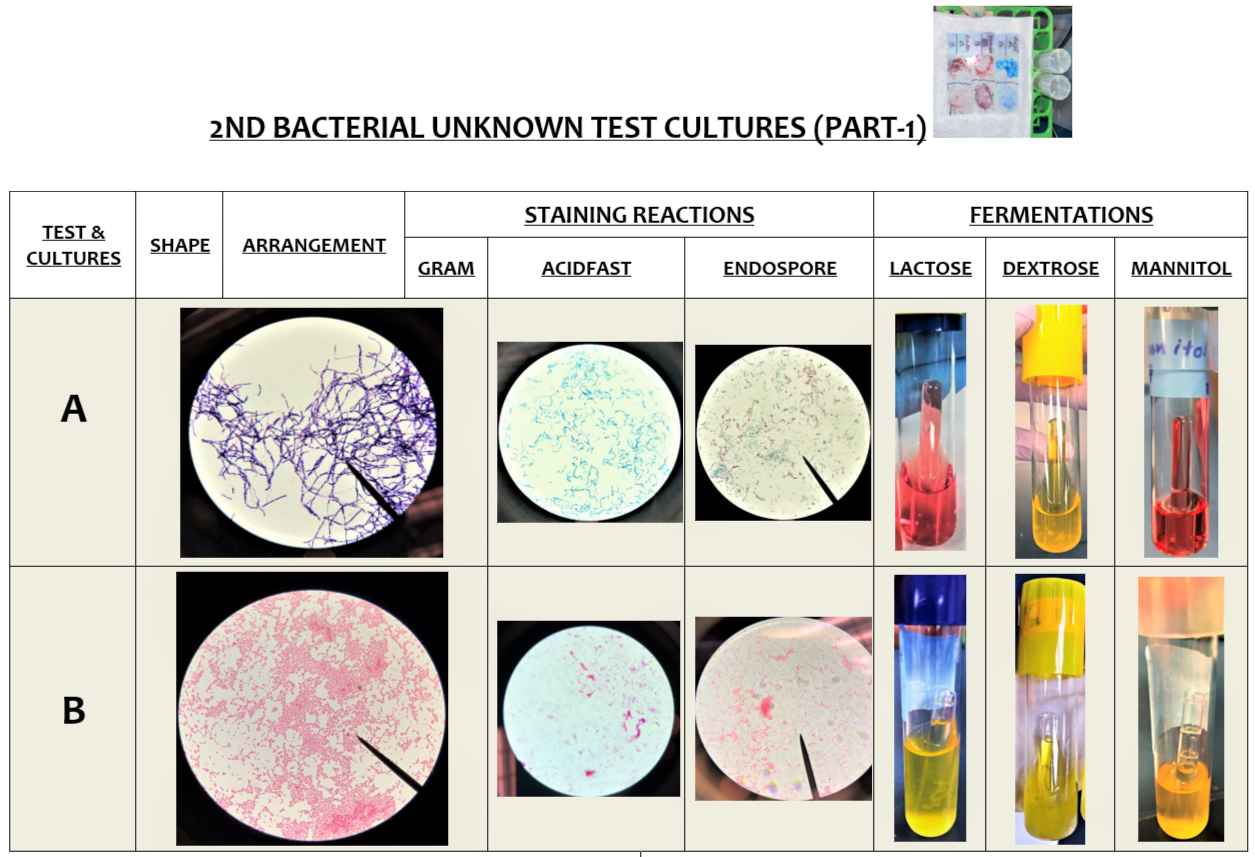 Solved 2ND BACTERIAL UNKNOWN TEST CULTURES (PART-1) STAINING | Chegg.com