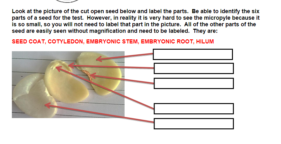 Solved Look at the picture of the cut open seed below and | Chegg.com