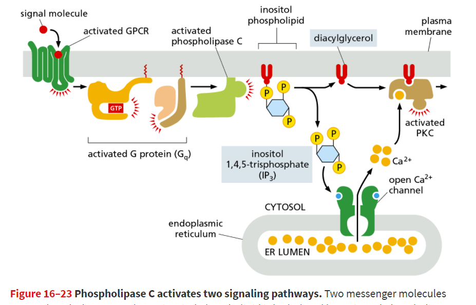 Solved True or False: 1. Steroid hormones bind to receptors | Chegg.com