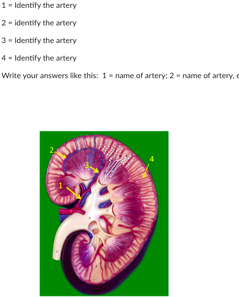 Solved 1 = Identify the artery 2 = identify the artery 3= | Chegg.com