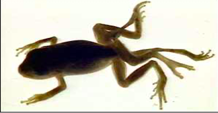 Solved The pond where these deformed frogs are found is near | Chegg.com