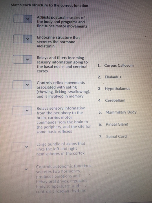 Solved Match each structure to the correct function. Adjusts | Chegg.com