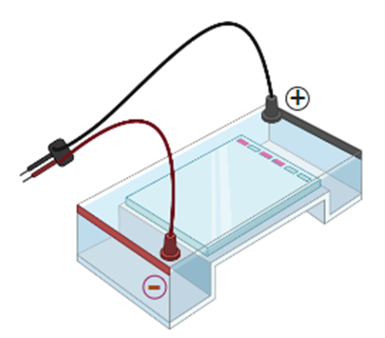 Solved An new student in the lab was asked to run a gel | Chegg.com