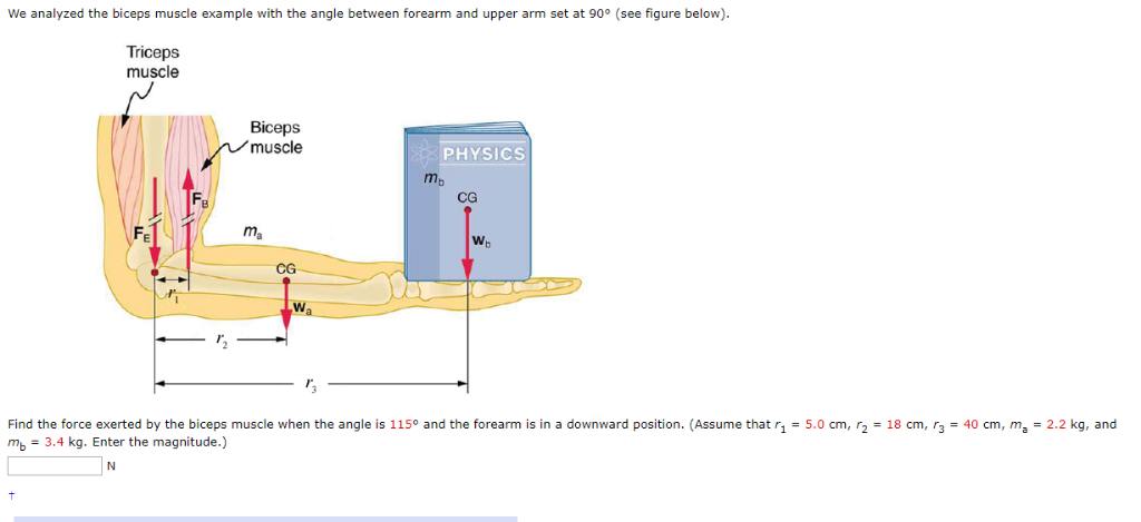 Solved We analyzed the biceps muscle example with the angle | Chegg.com