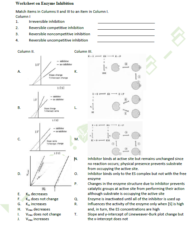 Solved Worksheet on Enzyme Inhibition Match items in Columns | Chegg.com