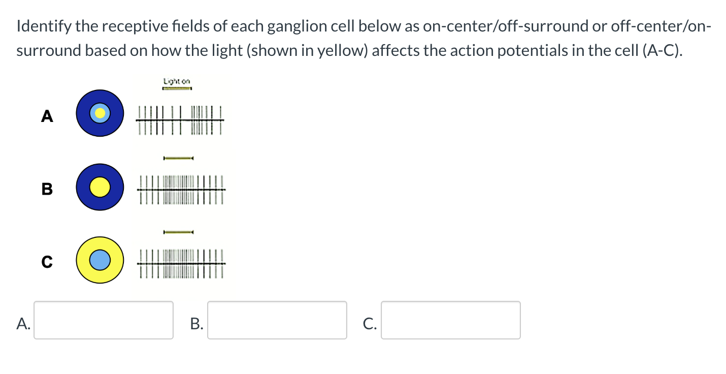 Solved Identify the receptive fields of each ganglion cell | Chegg.com