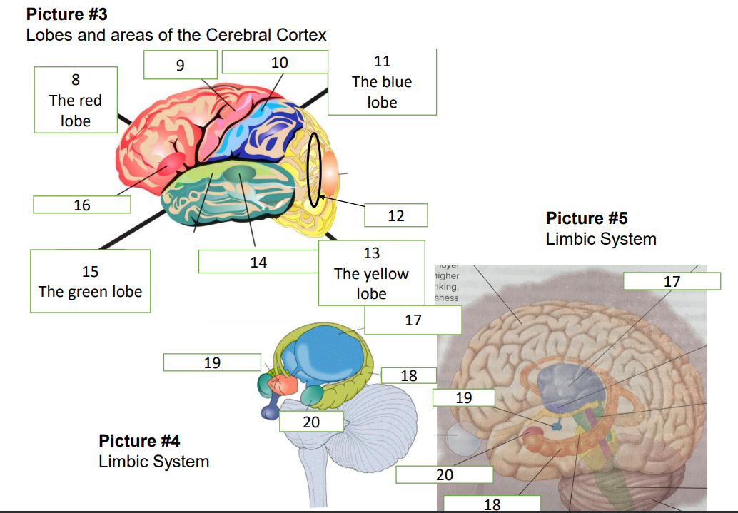 Solved THE BRAIN Picture #1 Hindbrain, Midbrain, | Chegg.com