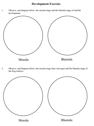 Solved Development Exercise 1. Observe, and diagram below, | Chegg.com