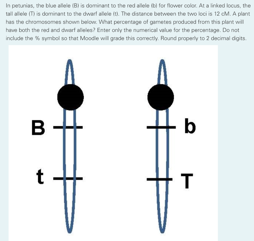 Solved In petunias, the blue allele (B) is dominant to the | Chegg.com
