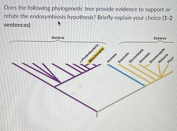Solved Does the following phylogenetic tree provide evidence | Chegg.com