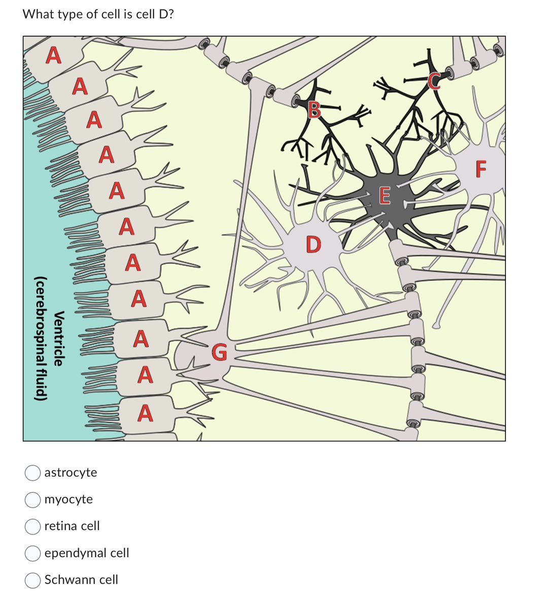 Solved What type of cell is cell D ? astrocyte myocyte | Chegg.com