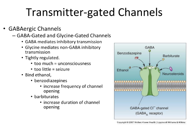 Solved Go in details, explain what happens when the GABA | Chegg.com