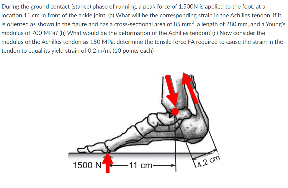 Solved During the ground contact (stance) phase of running, | Chegg.com