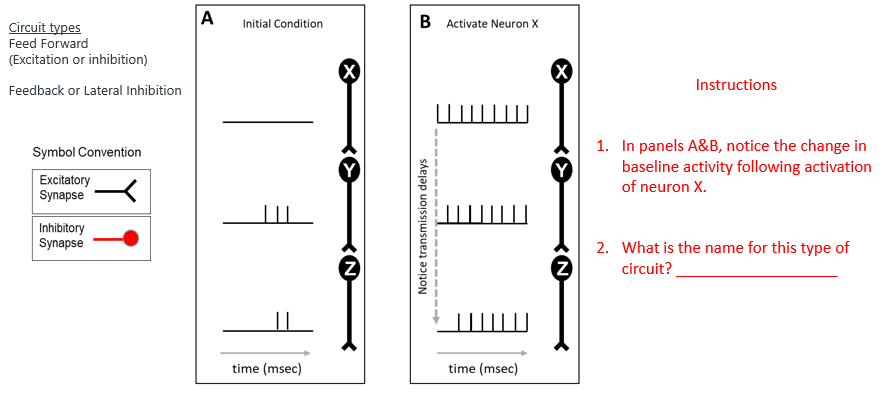 Solved A Initial Condition B Activate Neuron X Circuit types | Chegg.com