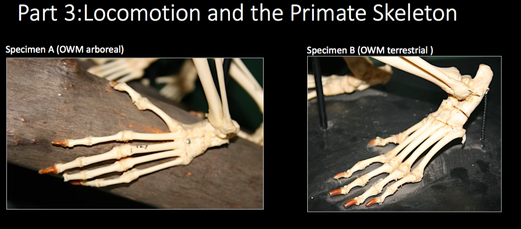 Solved Ring-Tailed Lemur Part 1: The Dental Formula | Chegg.com