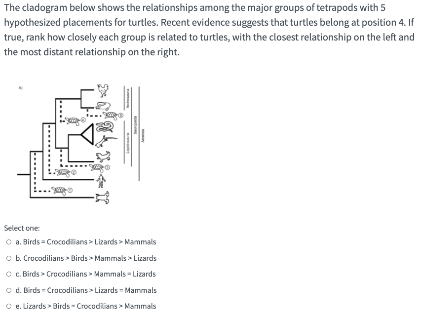 Solved The cladogram below shows the relationships among the | Chegg.com
