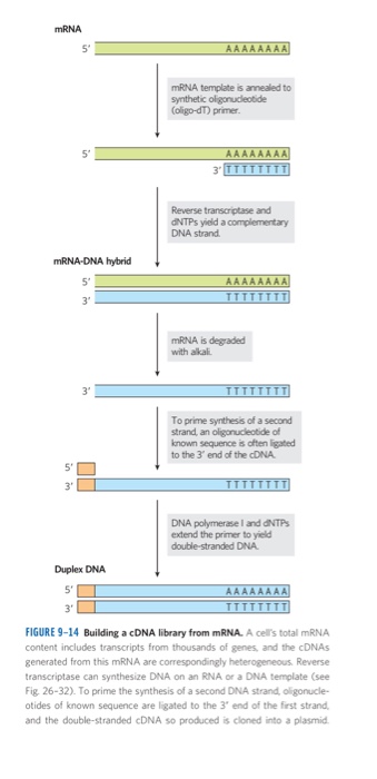 Solved mRNA 5" mRNA template is annealed to synthetic | Chegg.com