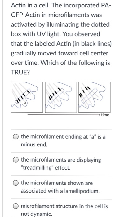 Solved Actin in a cell. The incorporated PA GFP-Actin in | Chegg.com
