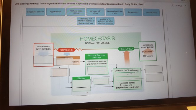 Solved Art-labeling Activity: The Integration of Fluid | Chegg.com