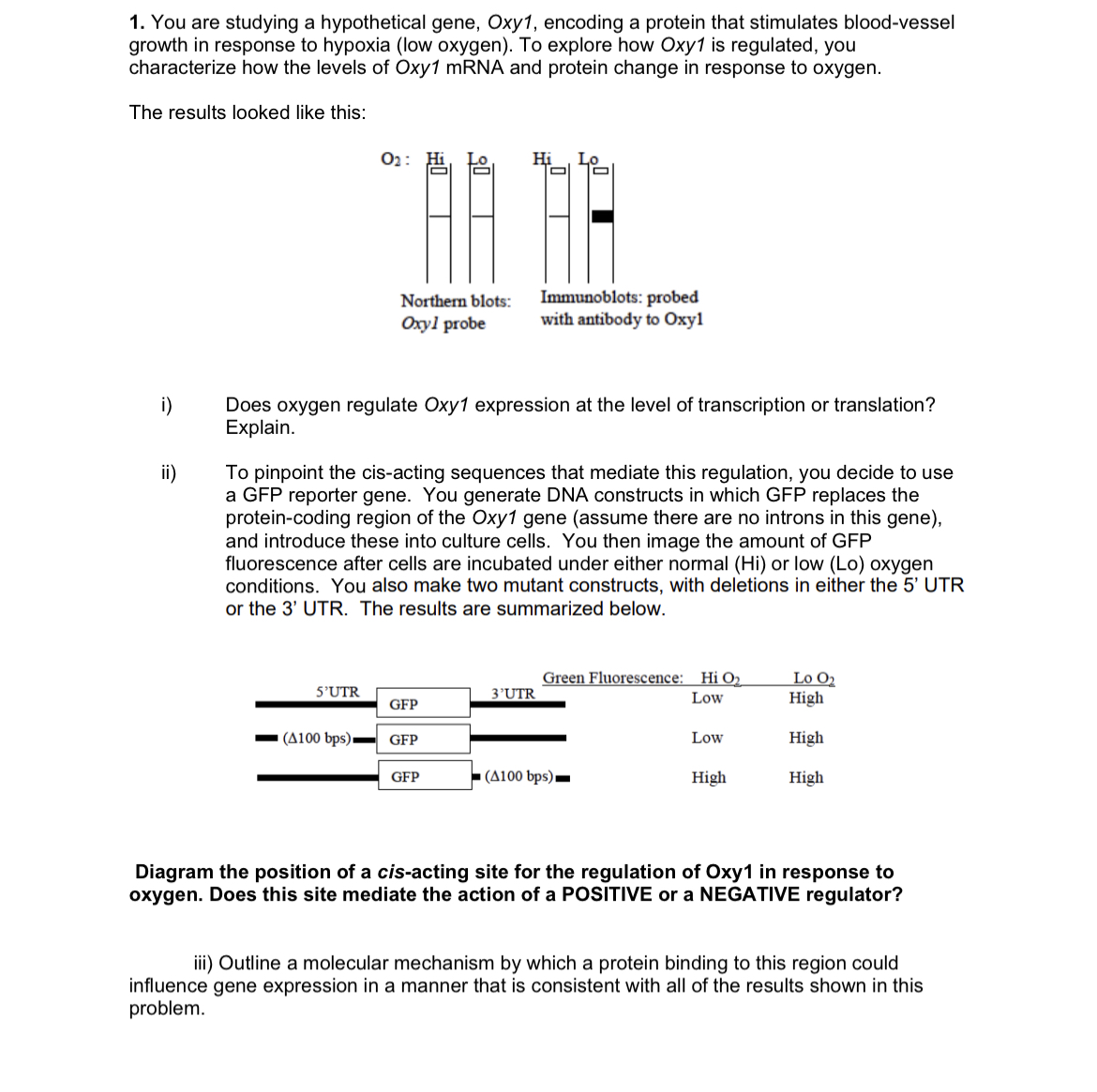 Solved 1. You are studying a hypothetical gene, Oxy1, | Chegg.com