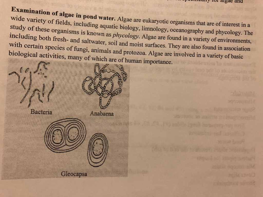 Solved polluny 101 algae and Examination of algae in pond | Chegg.com