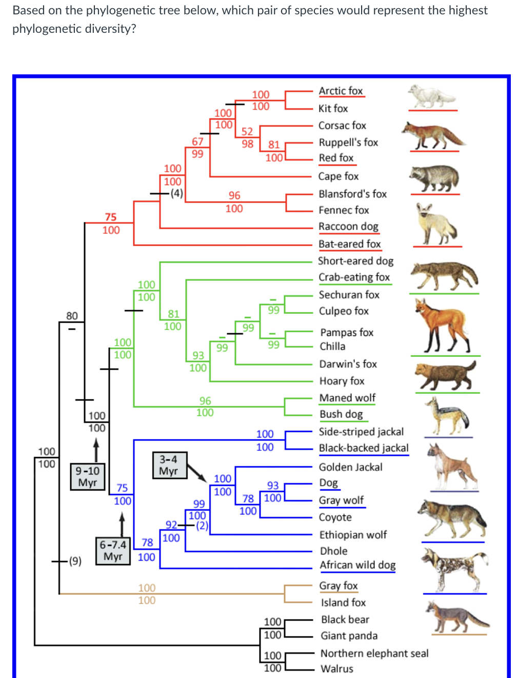 Solved Based on the phylogenetic tree below, which pair of | Chegg.com