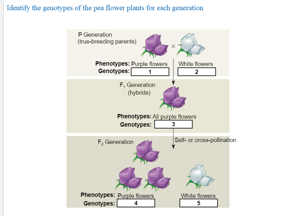 Solved Identify the genotypes of the pea flower plants for | Chegg.com