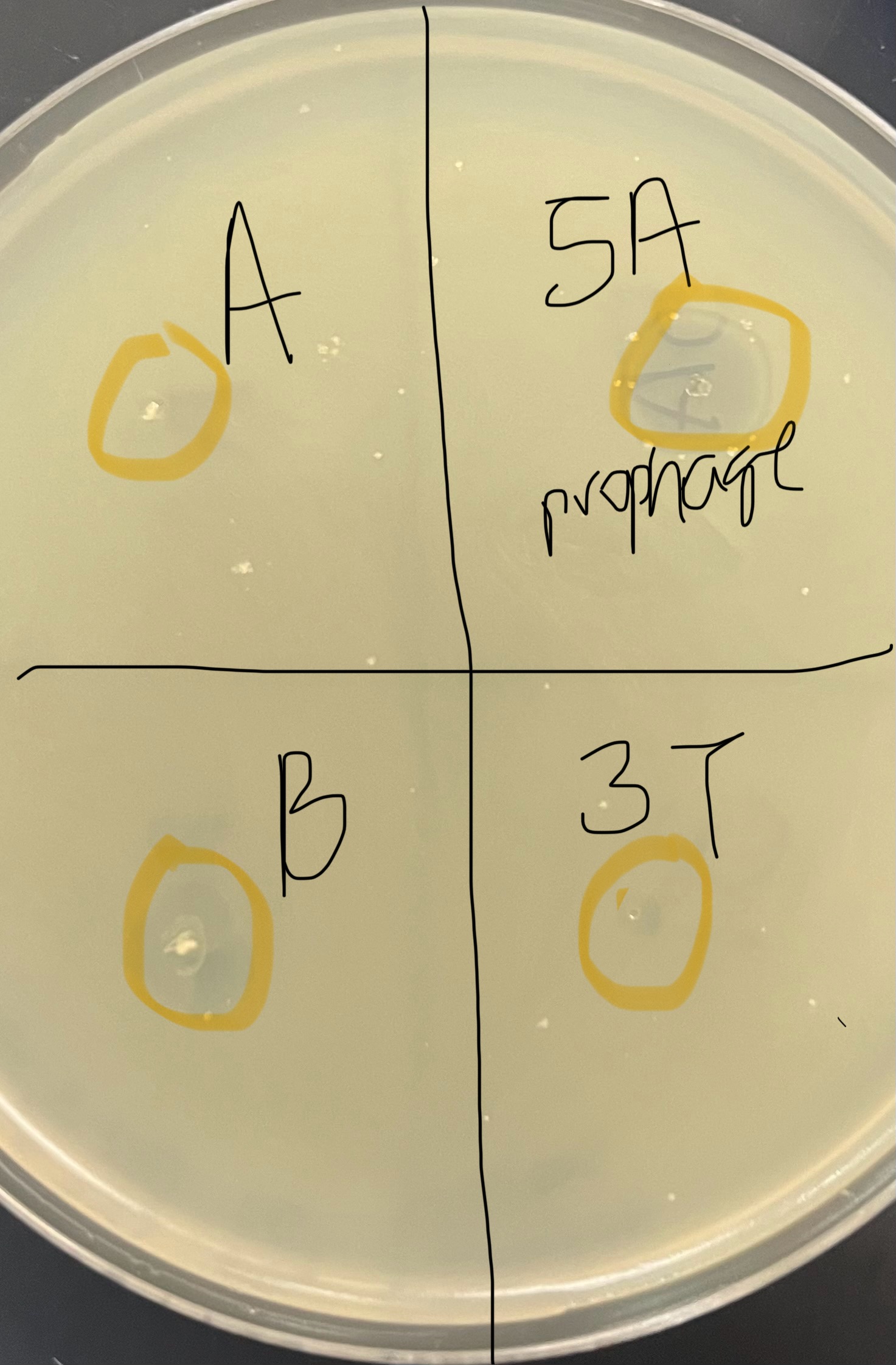 Solved These are the results from a stab plate. Which of the | Chegg.com