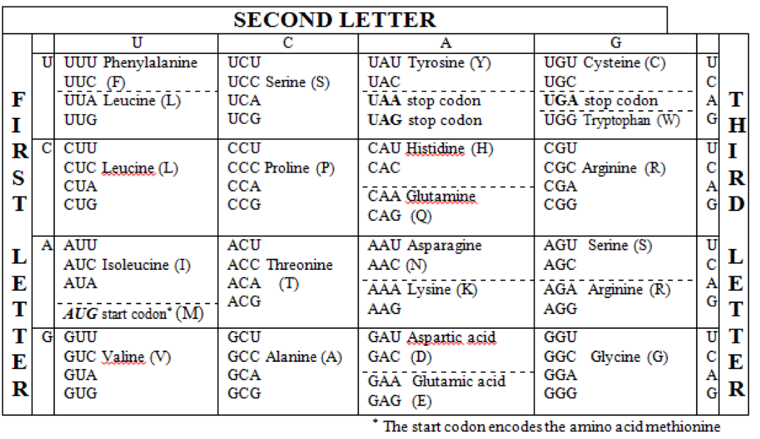 Solved A table of the standard genetic code is | Chegg.com