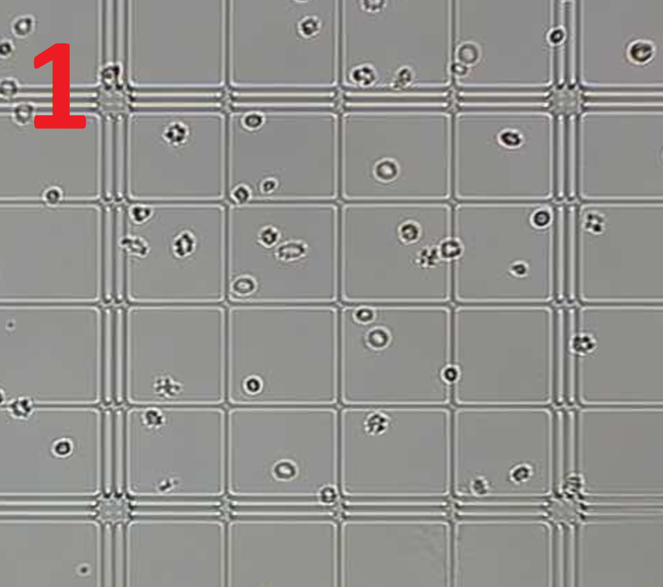 PART ONE. Hemocytometer Cell Count A. Count the | Chegg.com