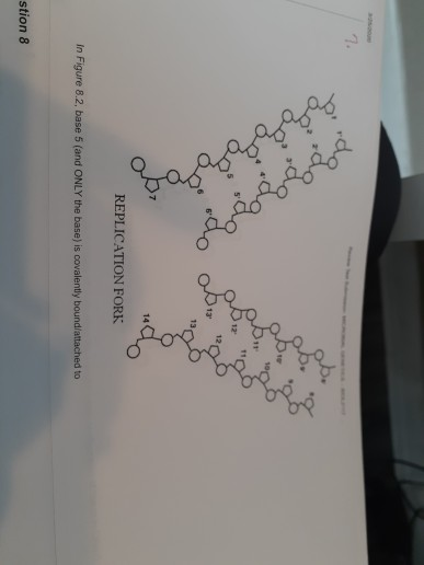 Solved ser REPLICATION FORK In Figure 8.2. base 5 (and ONLY | Chegg.com