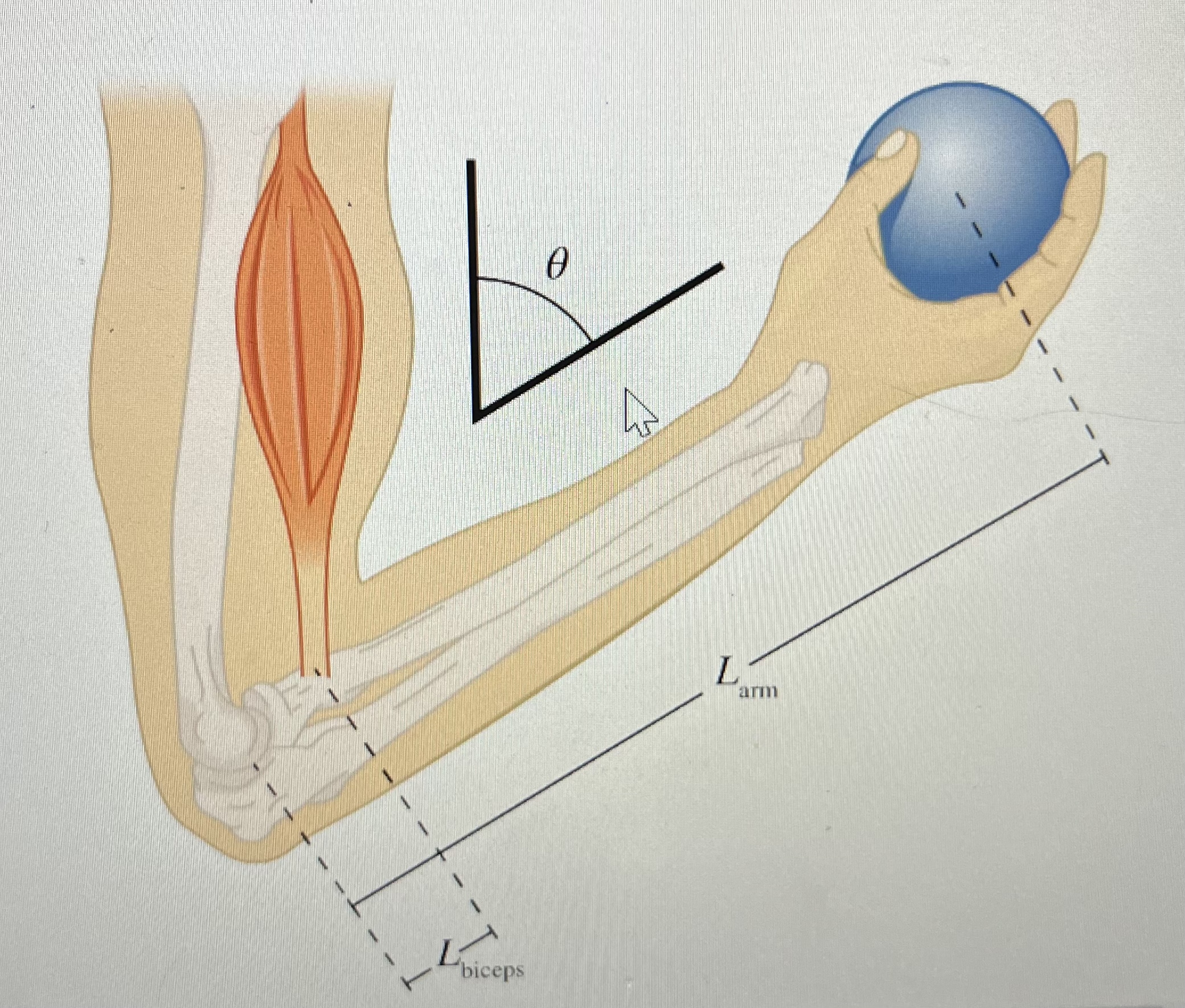 Solved The forearm of length Larm= 34.2cm shown in the | Chegg.com