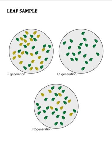 Solved Mendelian inheritance patterns apply to plants, just | Chegg.com