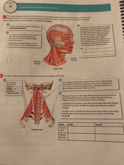 Anatomy and physiology Archive | March 25 2018 | Chegg.com