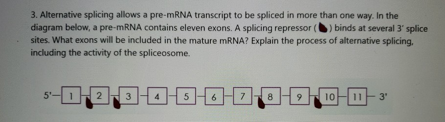 Solved 3. Alternative splicing allows a pre-mRNA transcript | Chegg.com