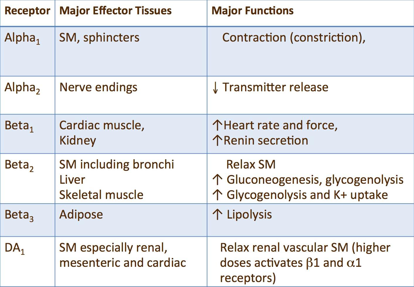 Sympathetic Nervous System Receptors Alpha And Beta