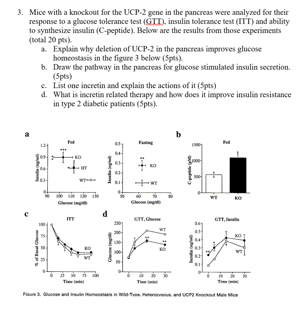 Solved 3. Mice with a knockout for the UCP-2 gene in the | Chegg.com
