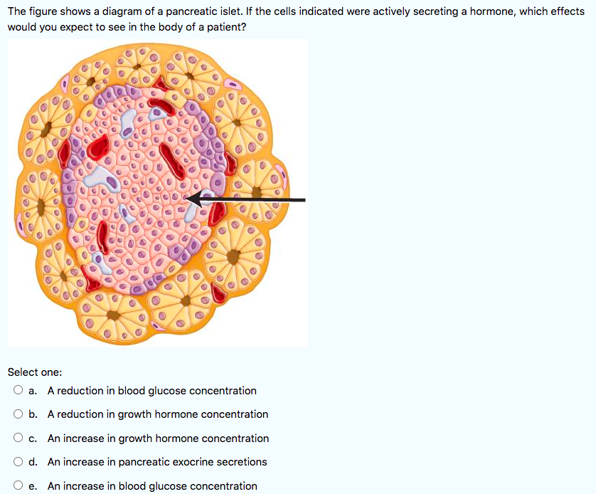 Solved The figure shows a diagram of a pancreatic islet. If | Chegg.com