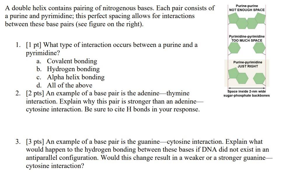 Solved Purine-purine NOT ENOUGH SPACE A double helix | Chegg.com