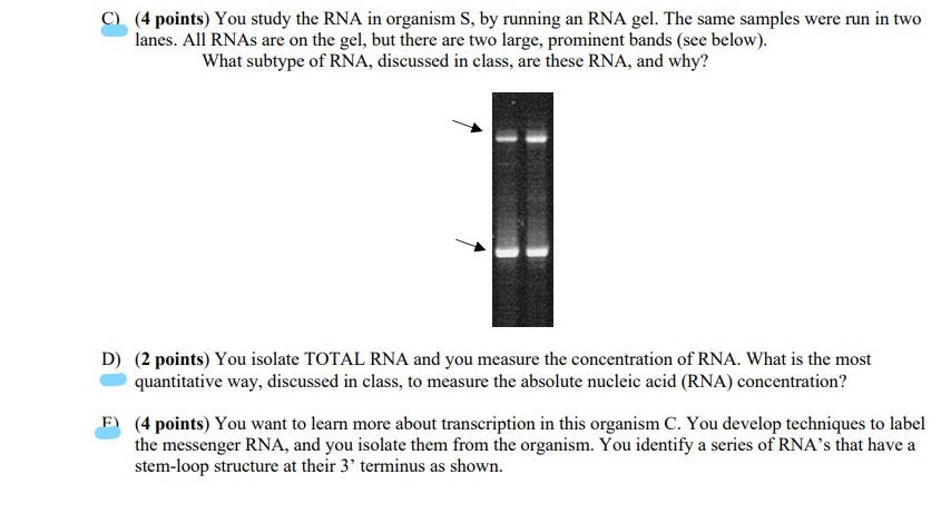 Solved C) (4 points) You study the RNA in organism S, by | Chegg.com
