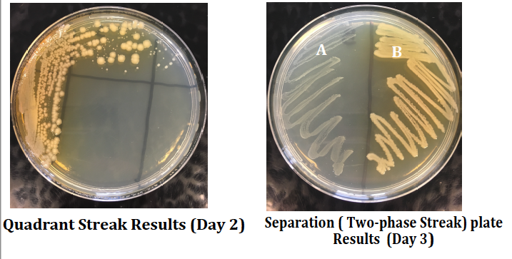 Solved Quadrant Streak Results (Day 2) Separation (Two-phase | Chegg.com