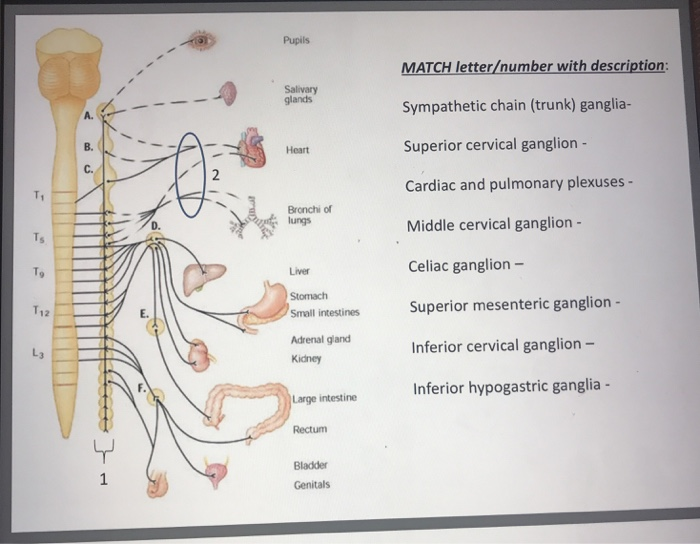 Solved Pupils MATCH letter/number with description | Chegg.com