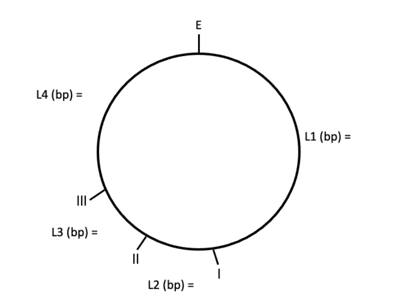 Solved \begin{tabular}{|l|l|} \hline Circular plasmid P | Chegg.com