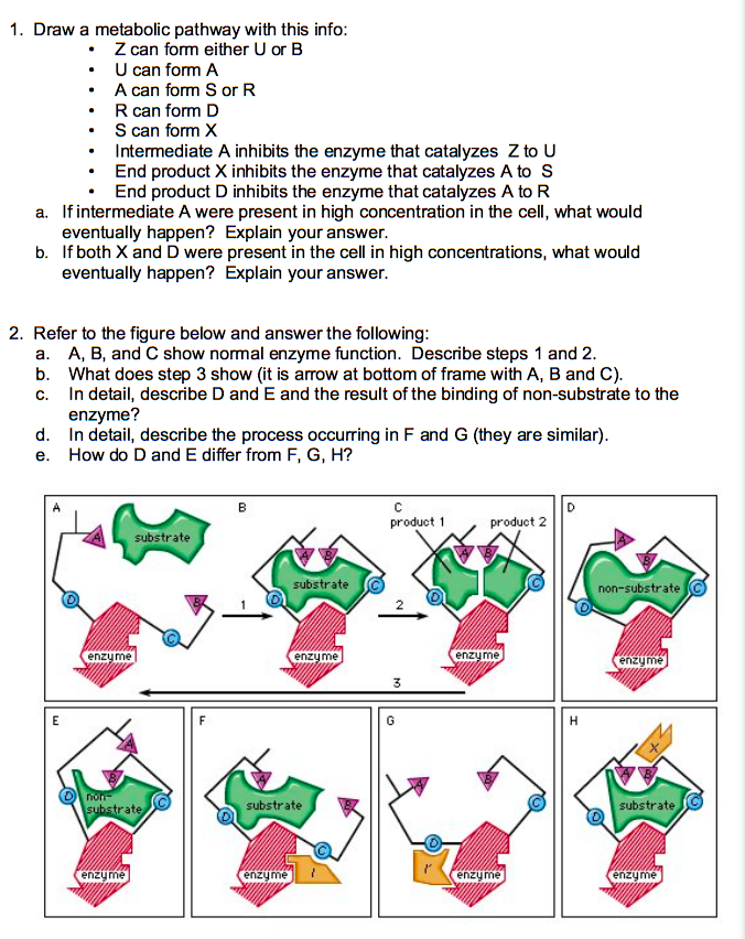 Solved . 1. Draw a metabolic pathway with this info: Z can | Chegg.com