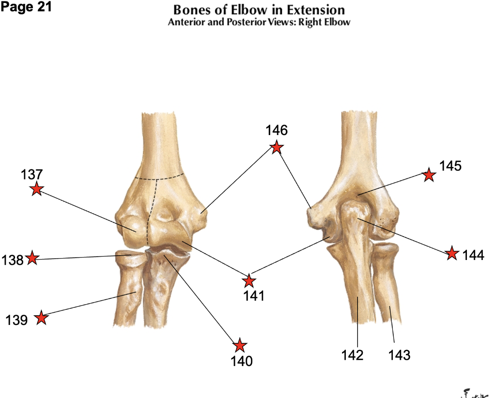 Solved Page 21 Bones of Elbow in Extension Anterior and | Chegg.com