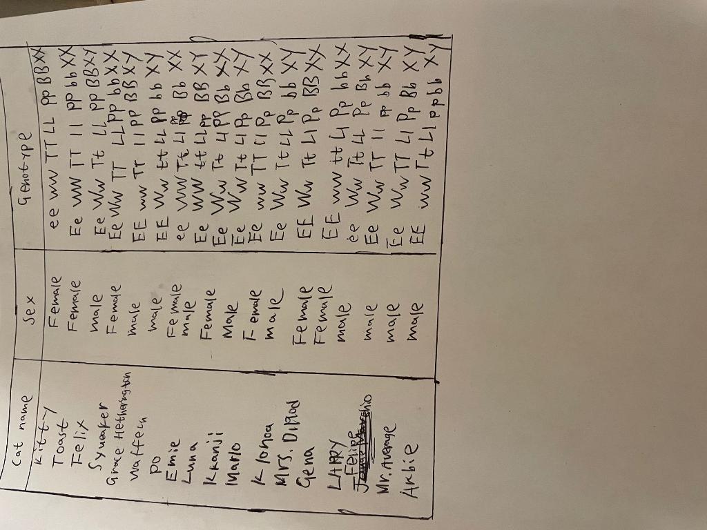 Solved Table 1. Cat genotypes and phenotypes for our | Chegg.com