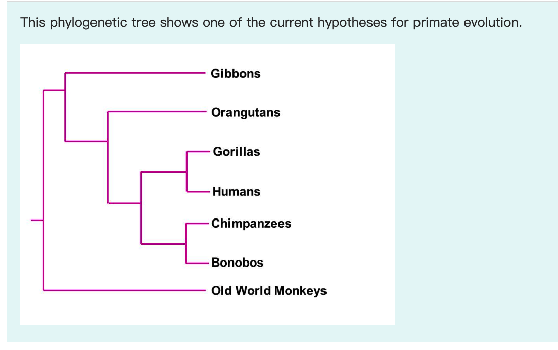 Solved This phylogenetic tree shows one of the current | Chegg.com