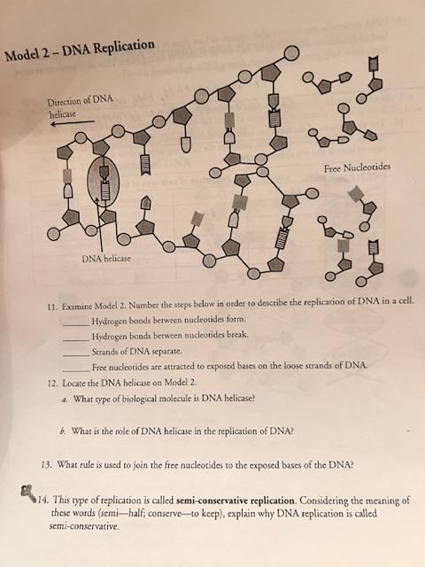 Solved 11. Examine Model 2. Number the steps belos in order | Chegg.com