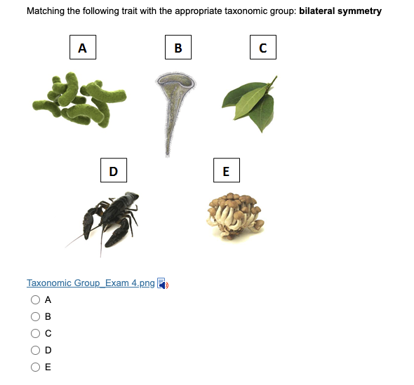 Solved Matching the following trait with the appropriate | Chegg.com