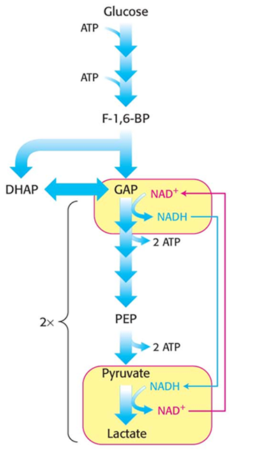 Solved Dihydroxyacetone phosphate (DHAP) is an intermediary | Chegg.com